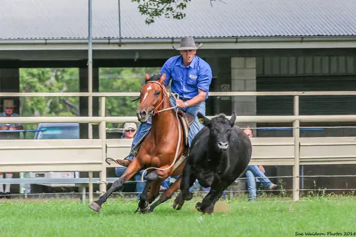 Gallery | Chinchilla Campdraft